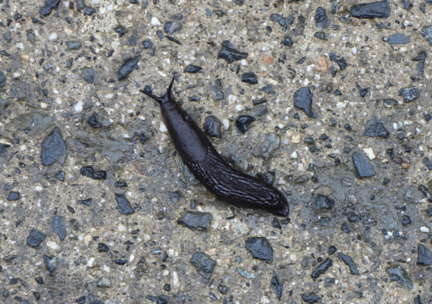 About | Kapreng Pinoy